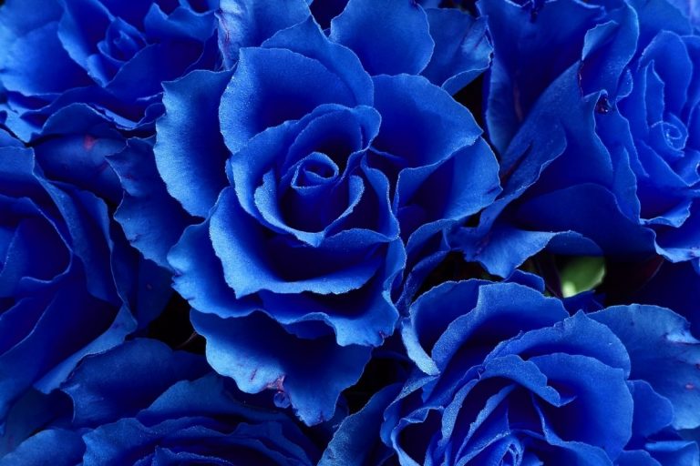 Meaning of the Color Blue: Symbolism, Psychology, and More