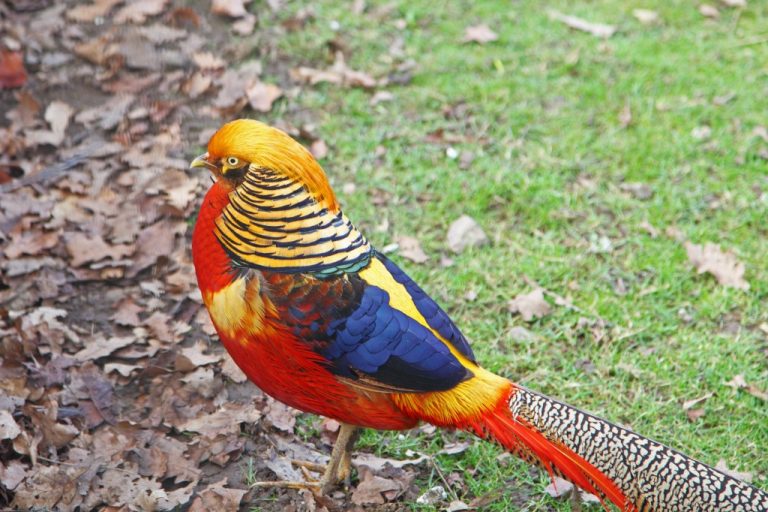 Yellow Things: 64 Things That Are Yellow In Nature