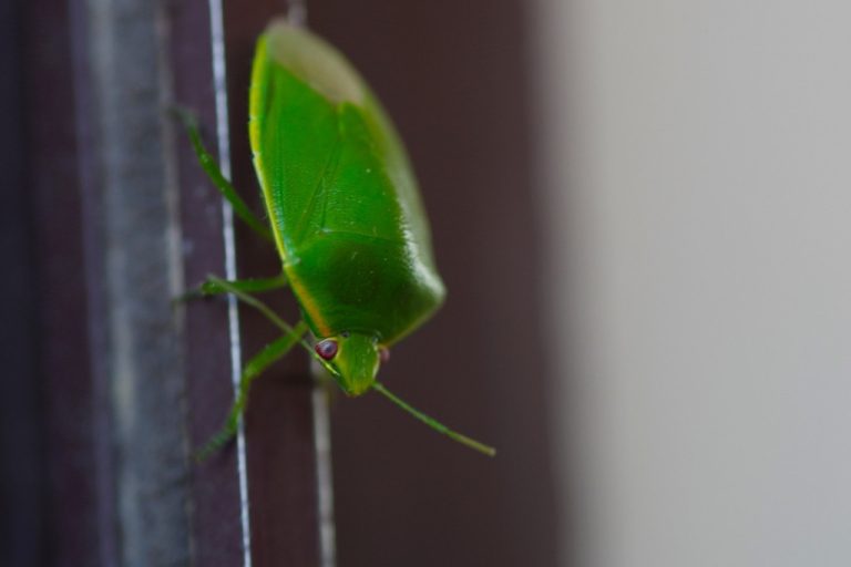 Green Things: 58 Things That Are Green In Nature