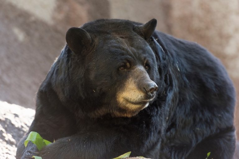 Black Things: 64 Things That Are Black In Nature (+Photos)