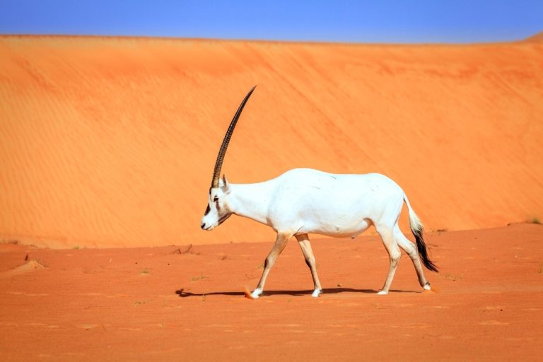 White Things: 68 Things That Are White in Nature