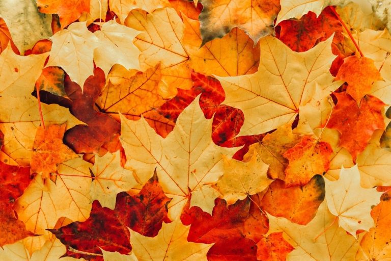 Orange Things: 60 Things That Are Orange In Nature