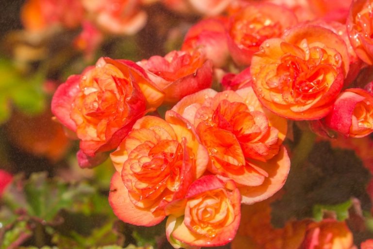 Orange Things: 60 Things That Are Orange In Nature