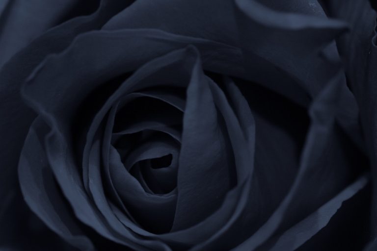 Black Things: 64 Things That Are Black In Nature (+Photos)