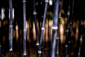 Black Things: 64 Things That Are Black In Nature (+Photos)