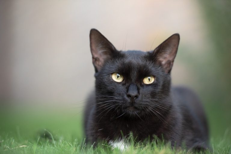 Black Things: 64 Things That Are Black In Nature (+Photos)