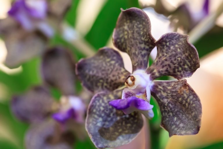 Black Things: 64 Things That Are Black In Nature (+Photos)
