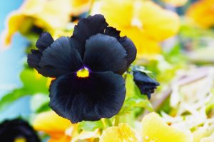 Black Things: 64 Things That Are Black In Nature (+Photos)