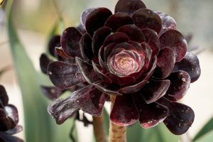 Black Things: 64 Things That Are Black In Nature (+Photos)