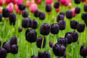 Black Things: 64 Things That Are Black In Nature (+Photos)