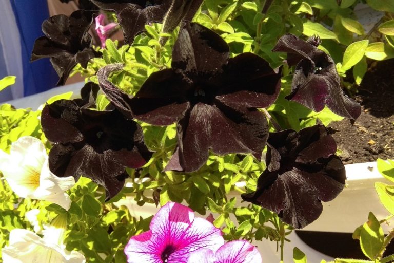 Black Things: 64 Things That Are Black In Nature (+Photos)
