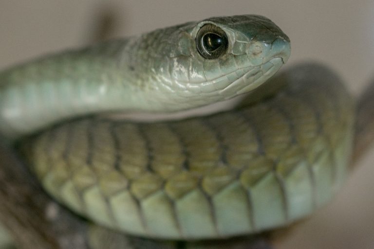 Green Things: 58 Things That Are Green In Nature