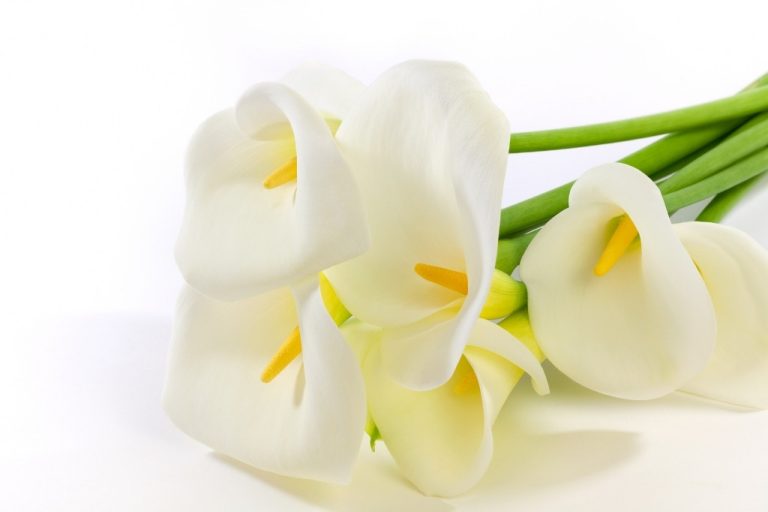 White Things: 68 Things That Are White in Nature