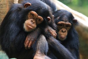 Black Things: 64 Things That Are Black In Nature (+Photos)