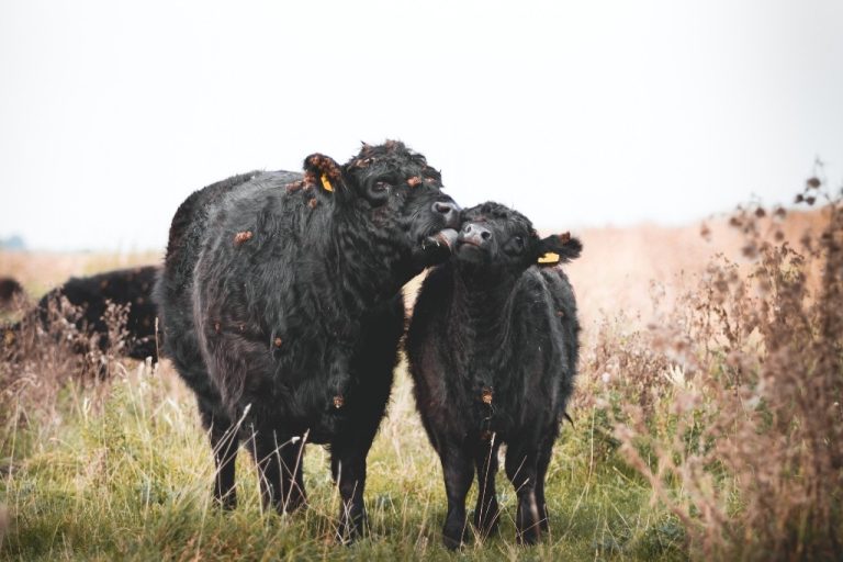 Black Things: 64 Things That Are Black In Nature (+Photos)