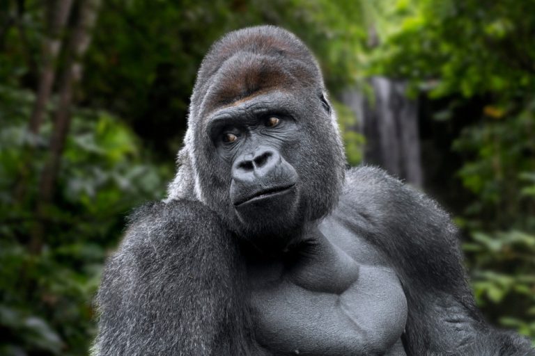 Black Things: 64 Things That Are Black In Nature (+Photos)