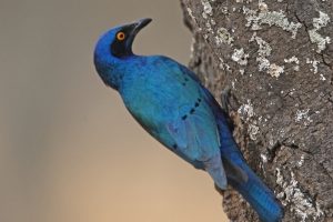 Blue Things: 50 Things That Are Blue in Nature