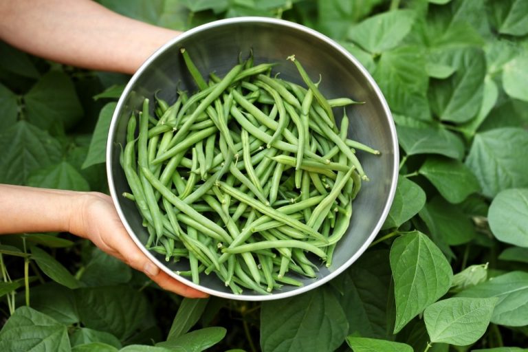 Green Things: 58 Things That Are Green In Nature