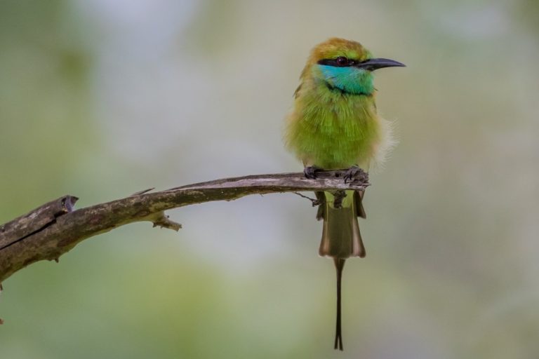 Green Things: 58 Things That Are Green In Nature