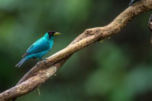 Green Things: 58 Things That Are Green In Nature