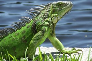 Green Things: 58 Things That Are Green In Nature