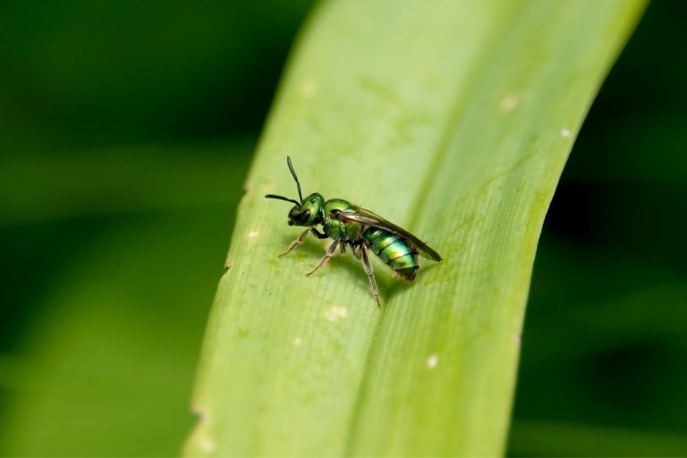 Green Things: 58 Things That Are Green In Nature