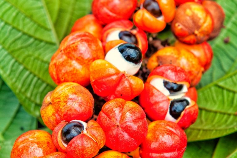 Red Things: 70 Things That Are Red in Nature