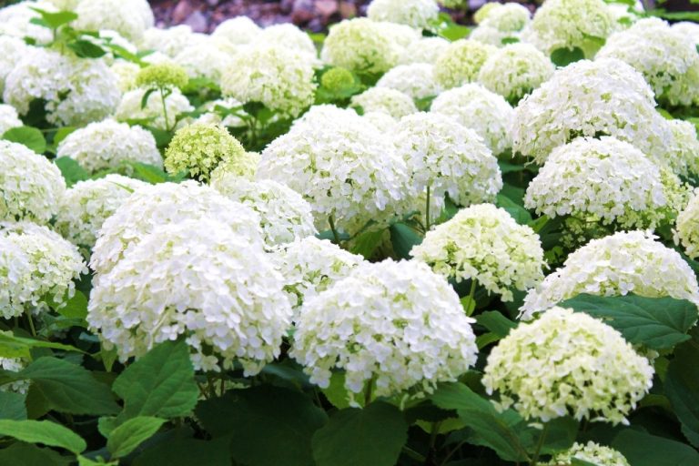 White Things: 68 Things That Are White in Nature