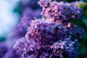 Purple Things: 60 Things That Are Purple In Nature