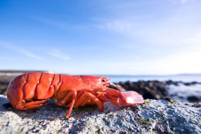 Red Things: 70 Things That Are Red in Nature