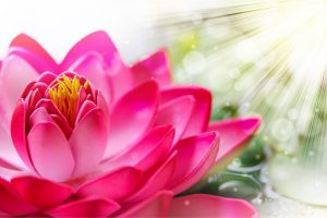 Pink Things: 56 Things That Are Pink in Nature