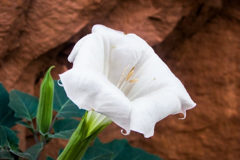White Things: 68 Things That Are White in Nature