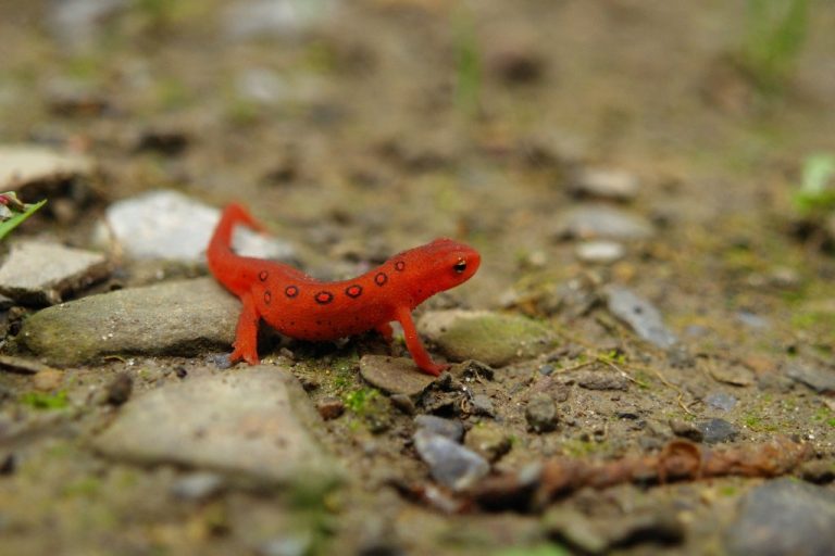 Red Things: 70 Things That Are Red in Nature