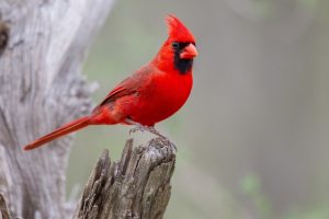 Red Things: 70 Things That Are Red in Nature