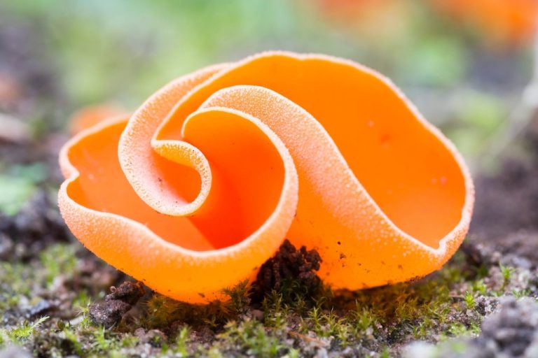 Orange Things: 60 Things That Are Orange In Nature