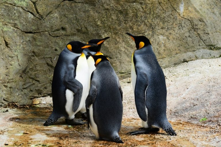 Black Things: 64 Things That Are Black In Nature (+Photos)