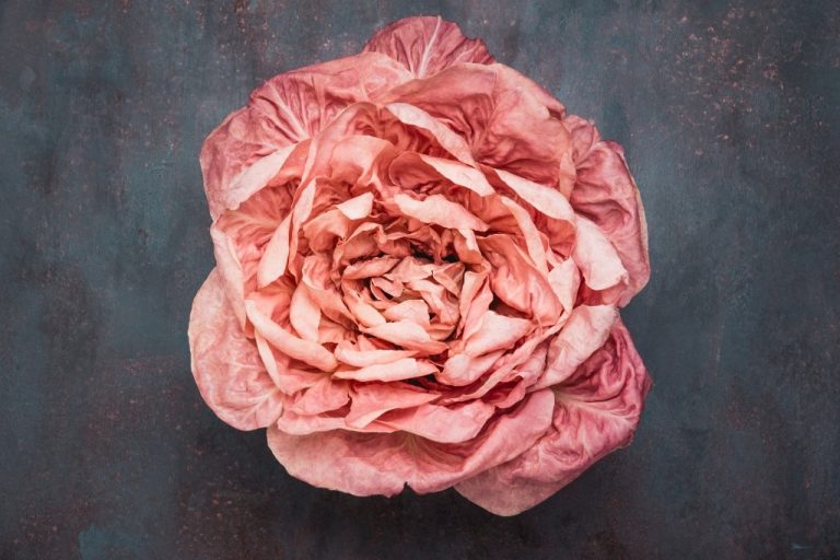 Pink Things: 56 Things That Are Pink in Nature