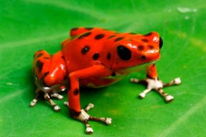 Red Things: 70 Things That Are Red in Nature
