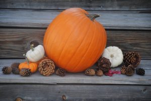 Orange Things: 60 Things That Are Orange In Nature