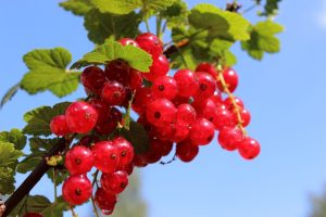 Red Things: 70 Things That Are Red in Nature