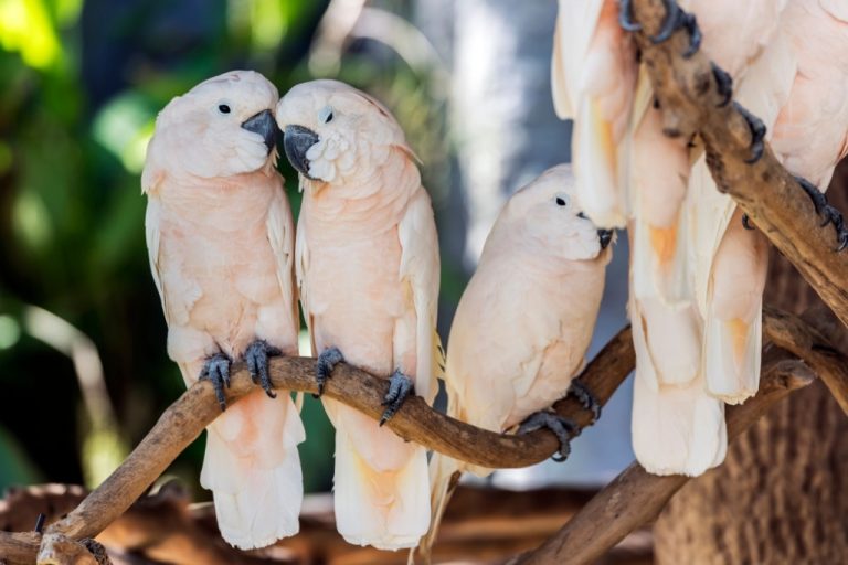 Pink Things: 56 Things That Are Pink in Nature