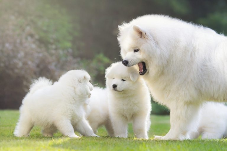 White Things: 68 Things That Are White in Nature