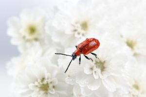 Red Things: 70 Things That Are Red in Nature