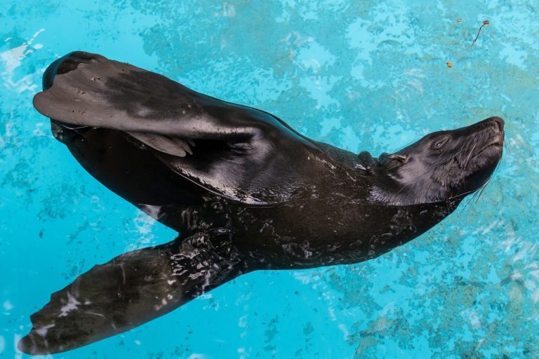 Black Things: 64 Things That Are Black In Nature (+Photos)