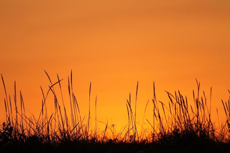 Orange Things: 60 Things That Are Orange In Nature