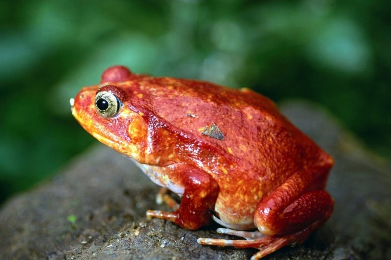 Red Things: 70 Things That Are Red in Nature