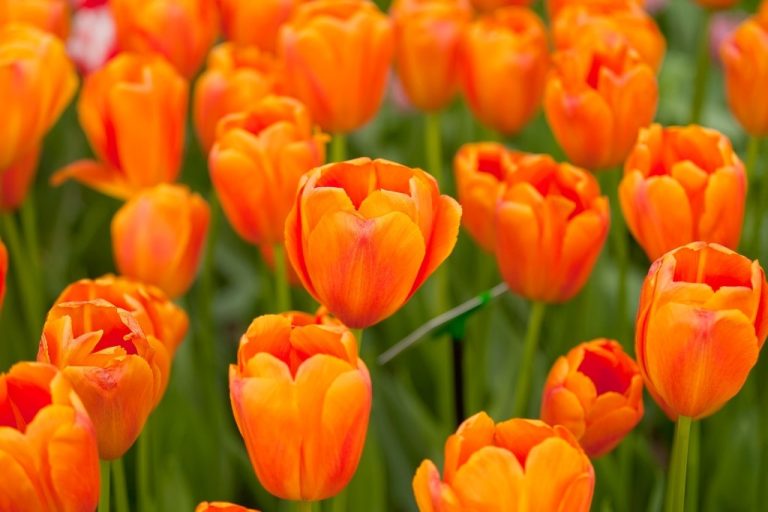 Orange Things: 60 Things That Are Orange In Nature