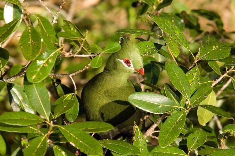 Green Things: 58 Things That Are Green In Nature