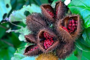 Red Things: 70 Things That Are Red in Nature