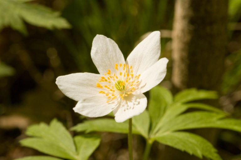 White Things: 68 Things That Are White in Nature